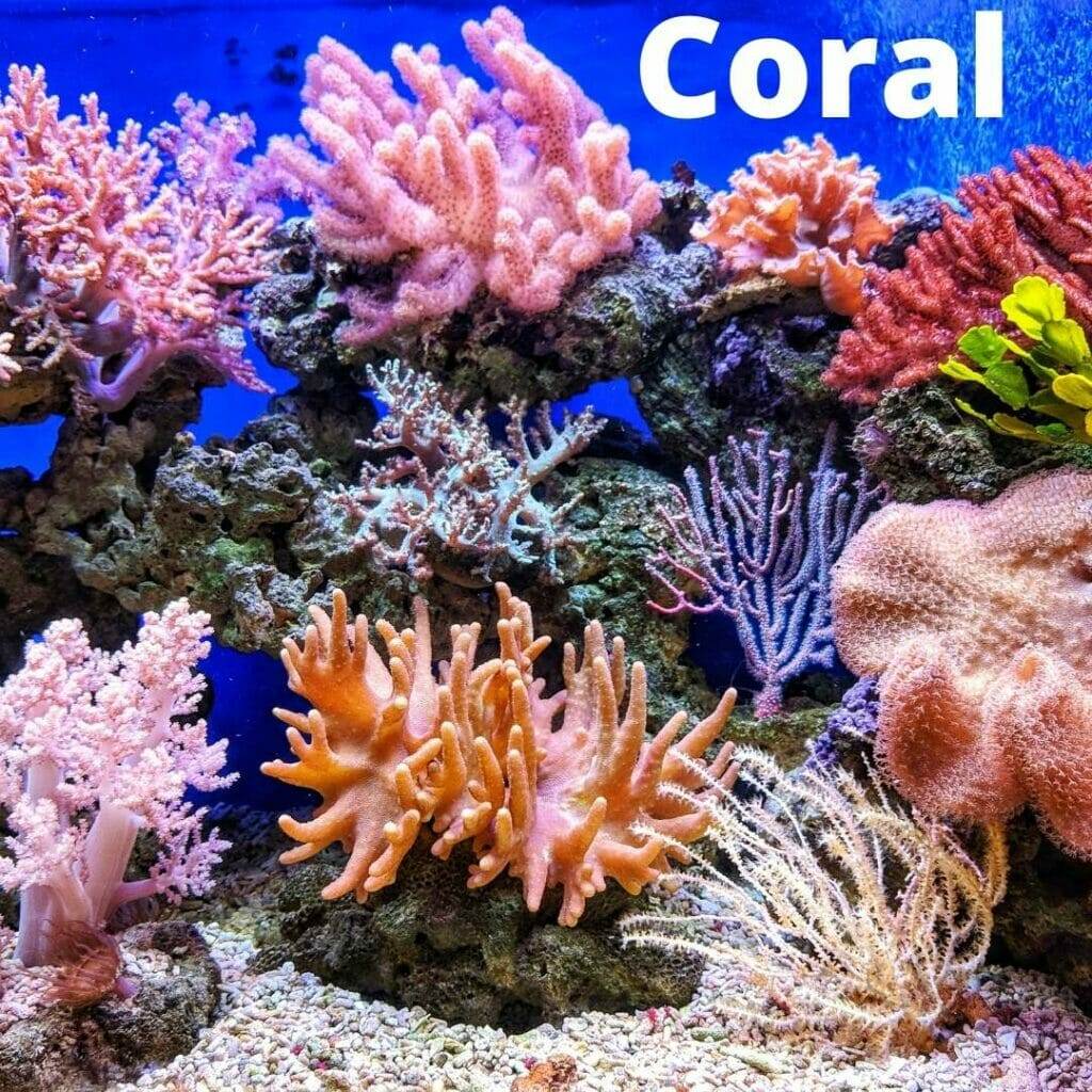 The Coral Triangle: A Marine Biodiversity Hotspot in Crisis [MAP ...