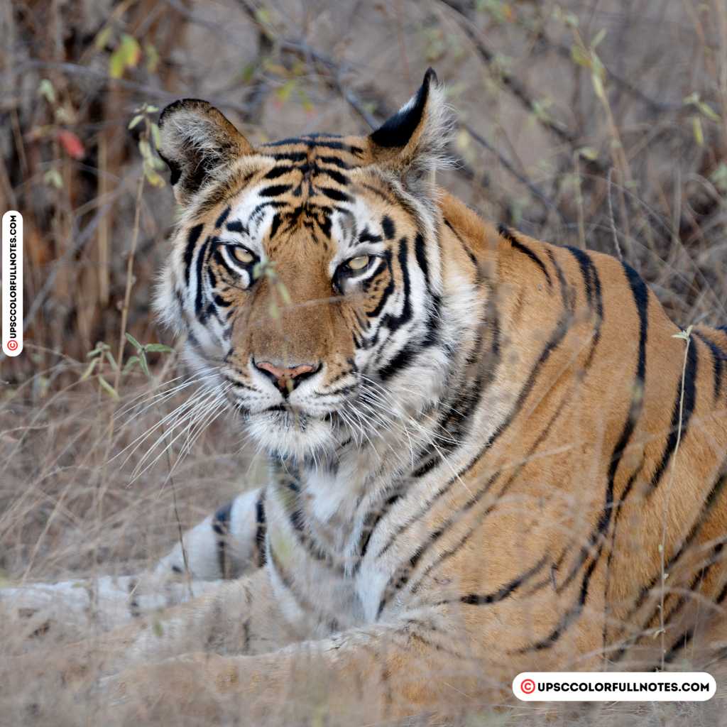 Explore the 7 Tiger Reserves in Madhya Pradesh with Beautiful Maps ...