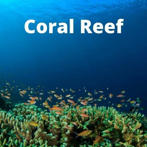 The Coral Triangle: A Marine Biodiversity Hotspot in Crisis [MAP ...