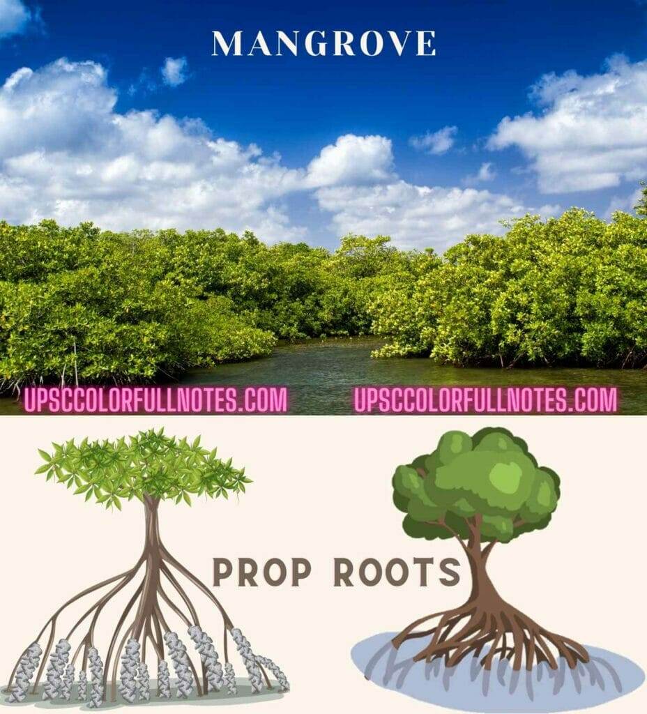 Exploring 4,992 Sq Km of Mangrove Forest in India- Density, Sites ...
